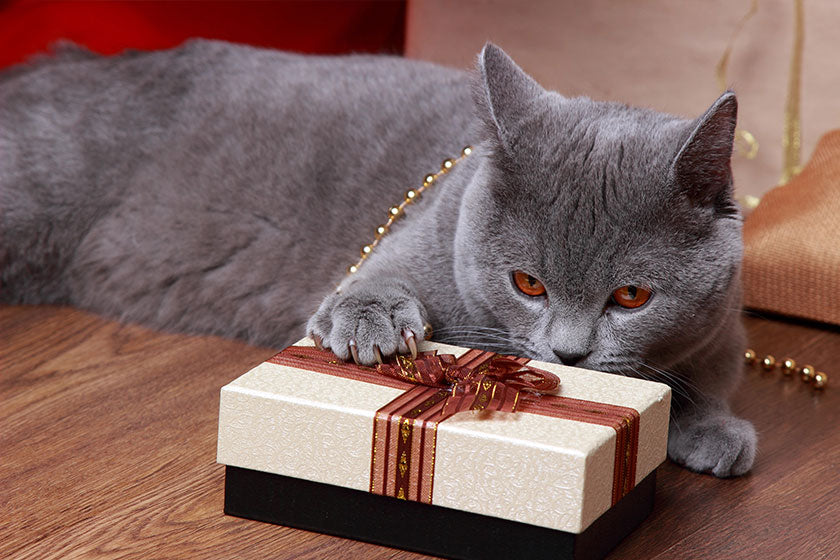 10 Best Gifts For Cats And Their Humans – Bisket Baskets