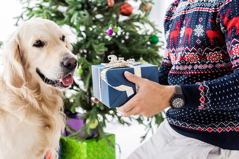 Six Gift Suggestions For New Dog Owners – Bisket Baskets