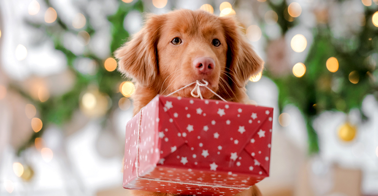 Unique Pet Gift Basket Ideas for Pet Lovers – Bisket Baskets